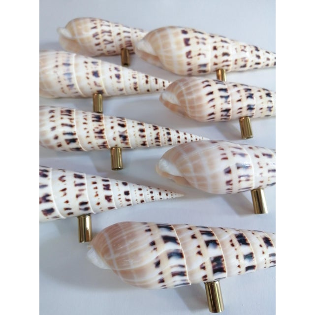 Marjorie Skouras Design Natural Cone Seashell Cabinet Pulls - Set of 8 ...
