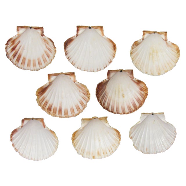 French Mediterranean Scallop Shells - Set of 8 | Chairish