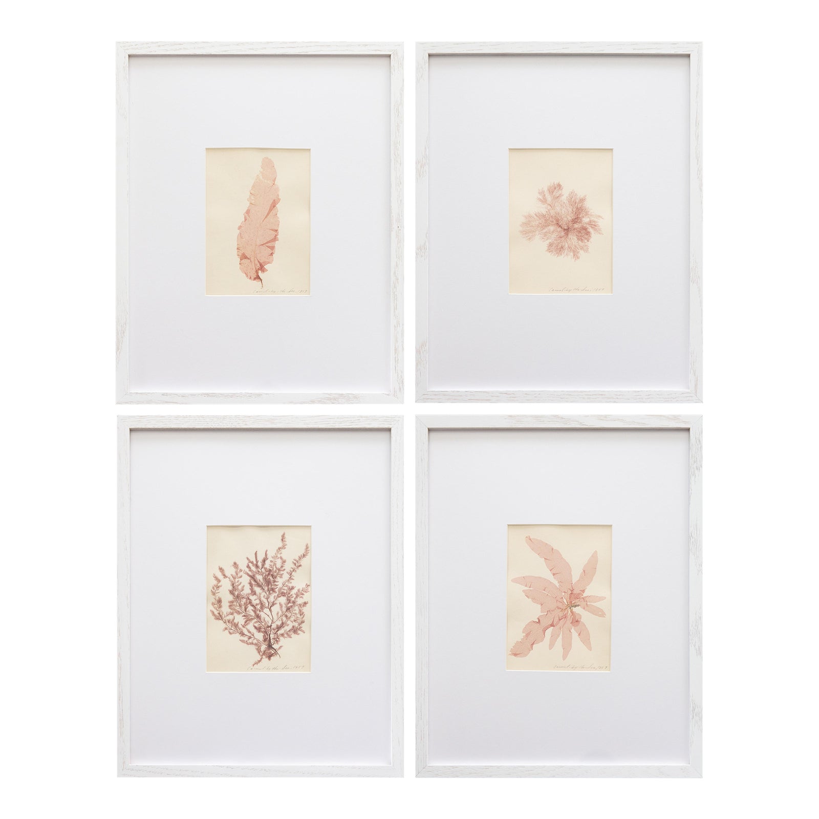 19th Century Rare Antique Pressed Seaweed Botanical Specimens, 1859 ...