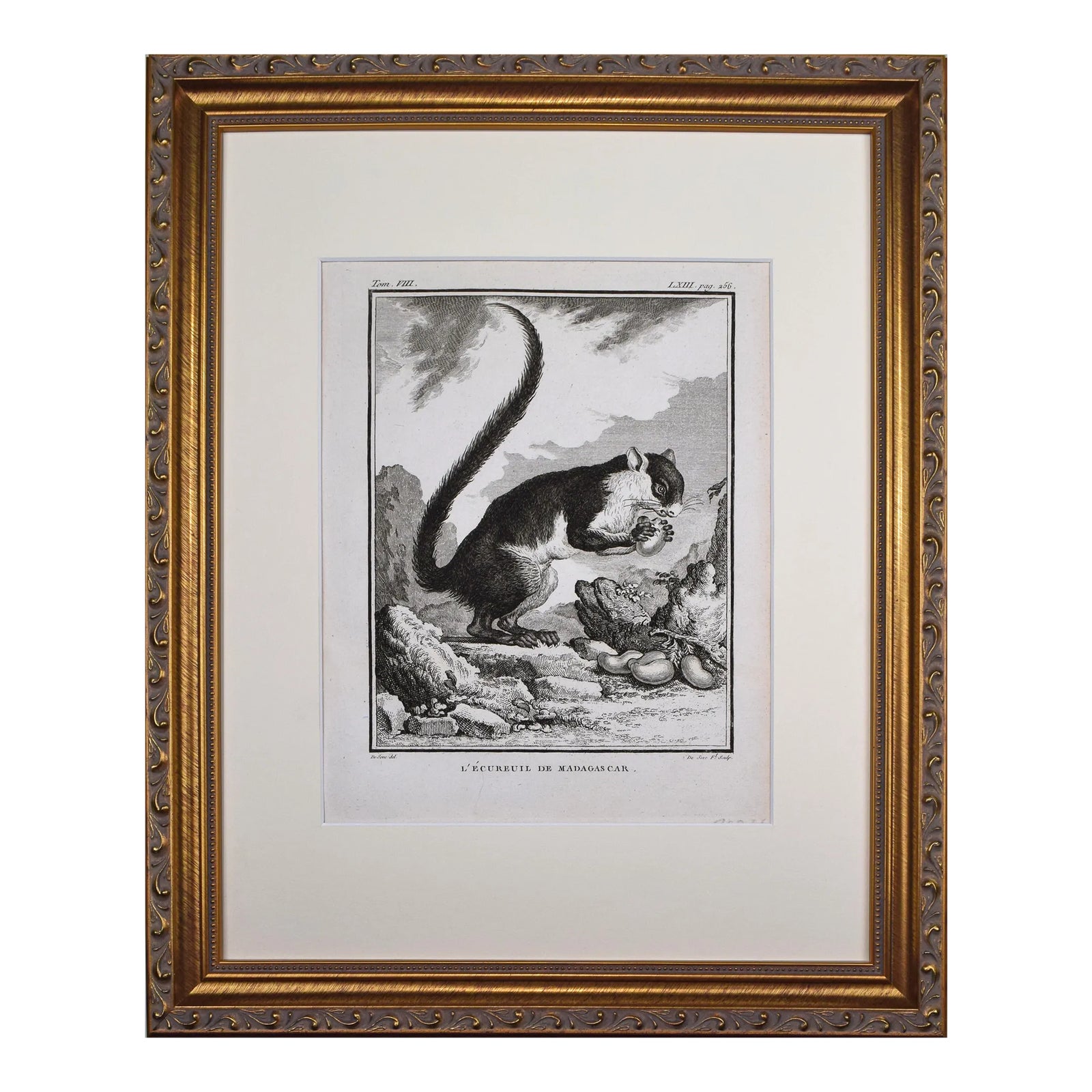 18th Century Original French Squirrel Engraving by Buffon 1789 | Chairish