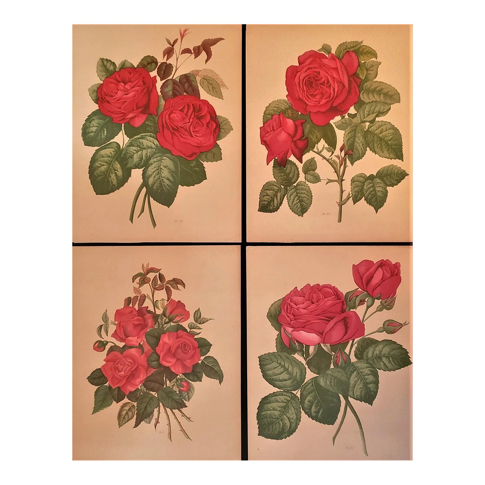 1885 Set of 4 French Antique Botanical Chromolithographs-Red Roses ...