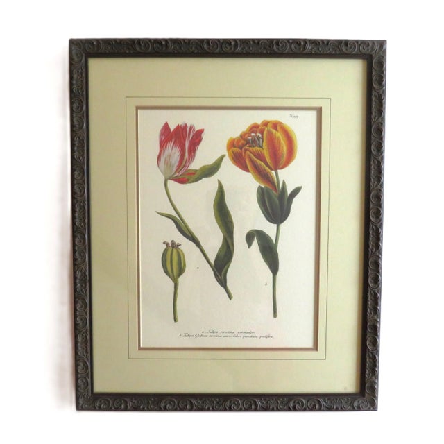 Set of 3 Botanical Lithograph Prints Tulips & Irises Floral Flowers ...