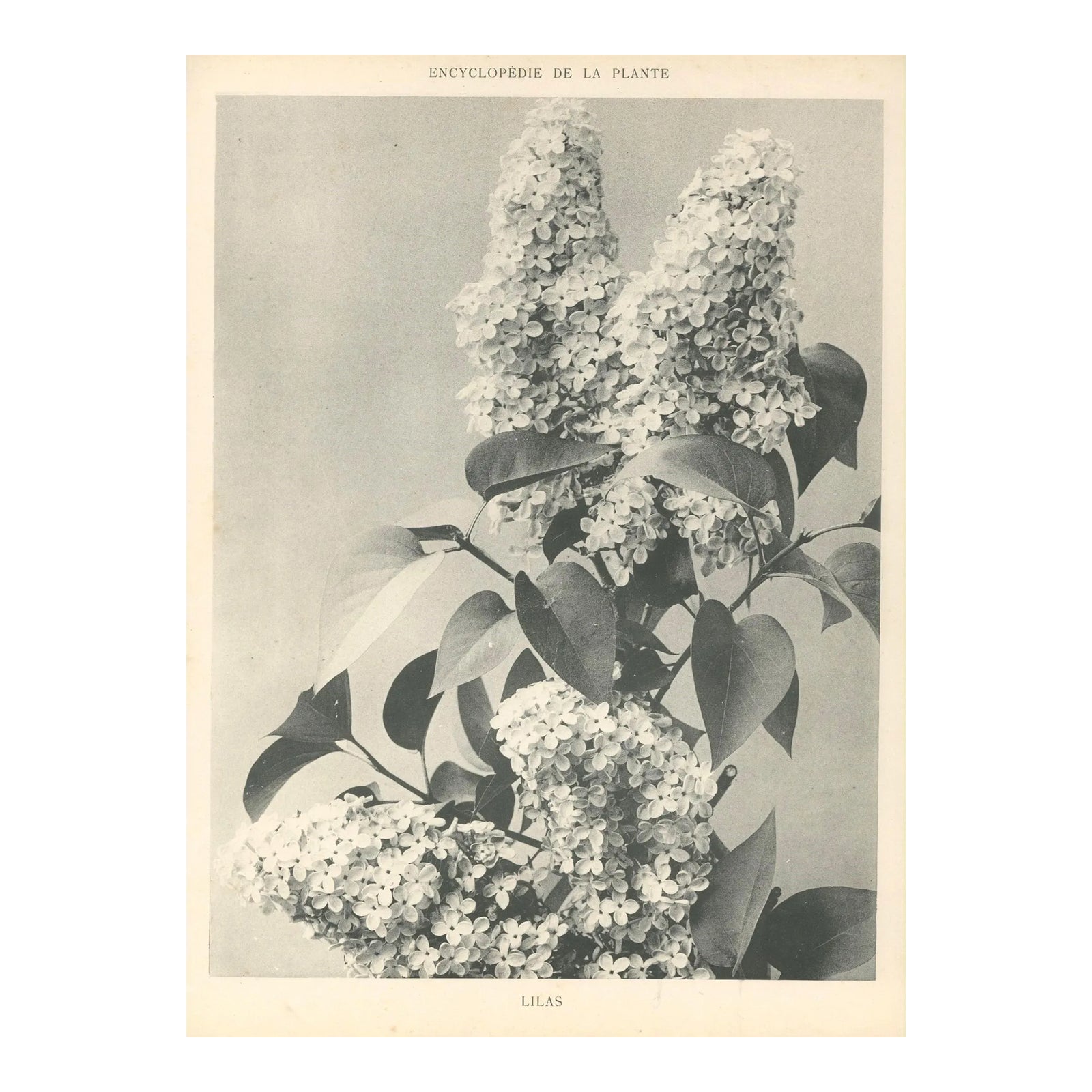 1904 French Antique Botanical Photograph- LILACS-with Documentation ...
