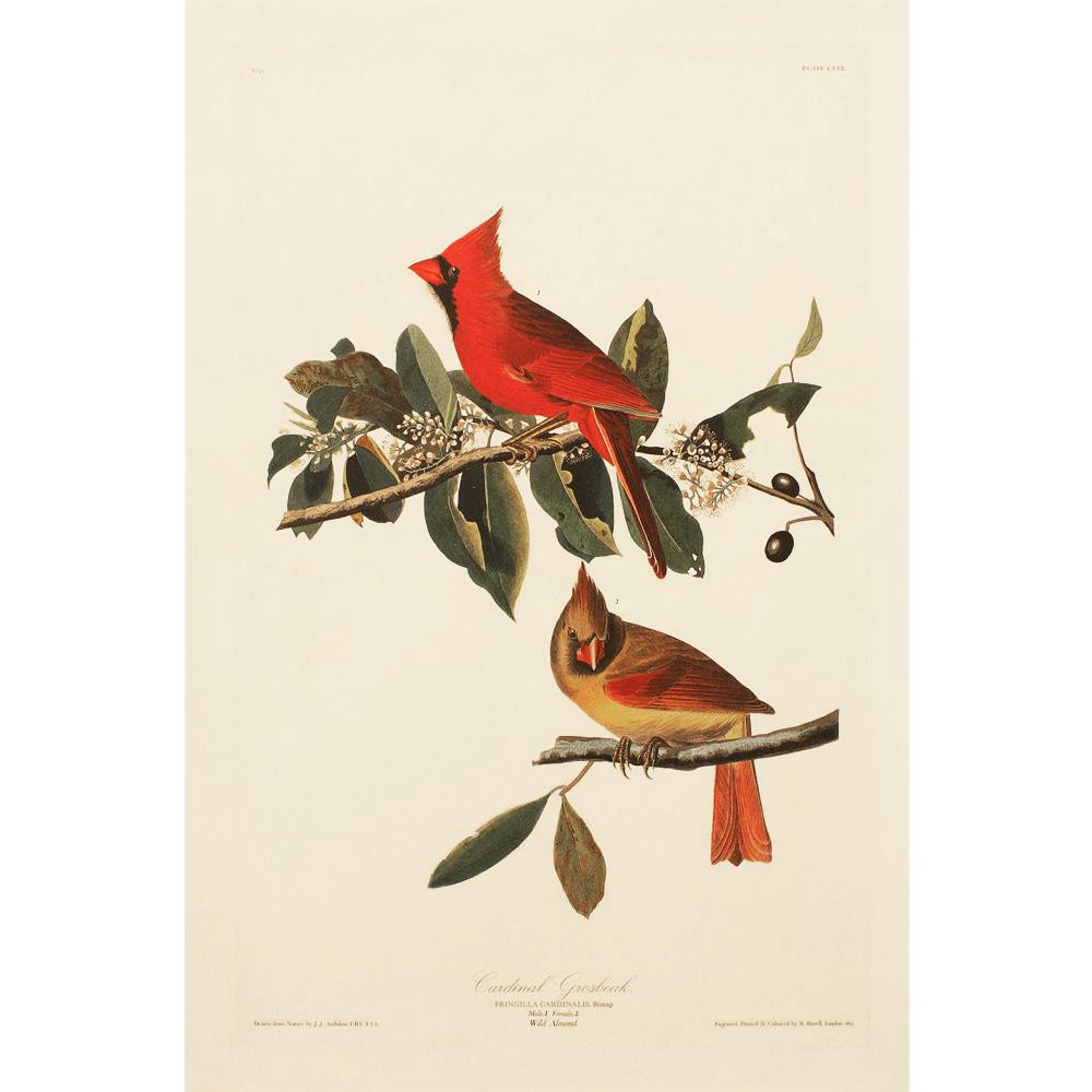 1990s Cardinal Grosbeak After Audubon, Large American Classical Print ...