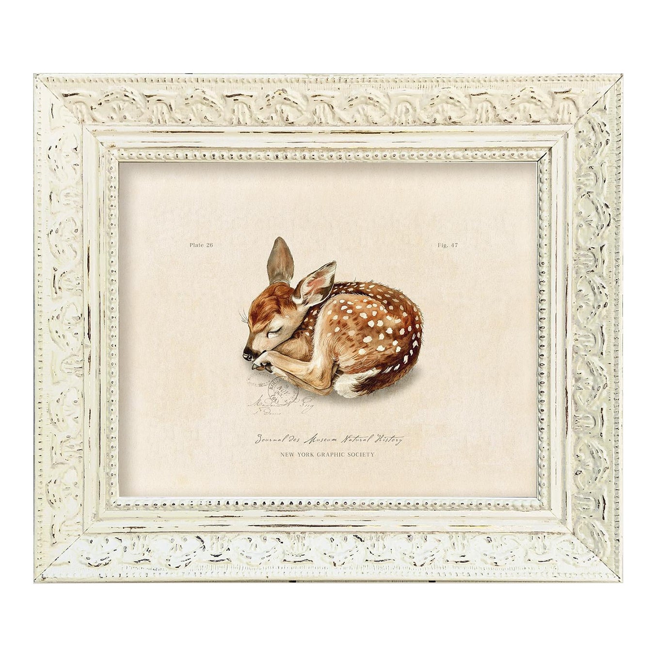 Reproduction Vintage Fawn Art Print (3) in Vintage Whitewashed Frame ...