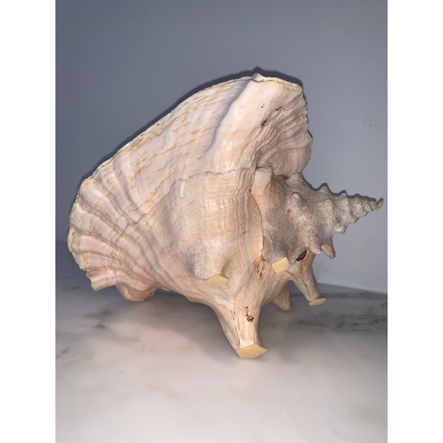 Vintage Queen Conch Shell Specimen | Chairish