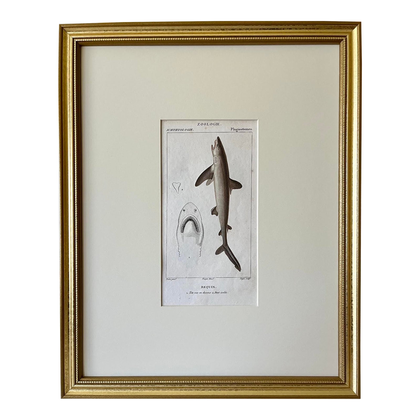 Antique French Print Hand Colored Engraving of a Requiem Shark by ...