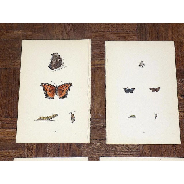 Antique 19th Century Hand Colored Butterfly Lithographs - Set of 12 ...