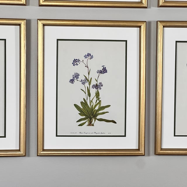 Vintage Botanical Framed Set of 6- Blue Wild Flowers -1978 Botanicals ...