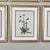 Vintage Botanical Framed Set of 6- Blue Wild Flowers -1978 Botanicals ...