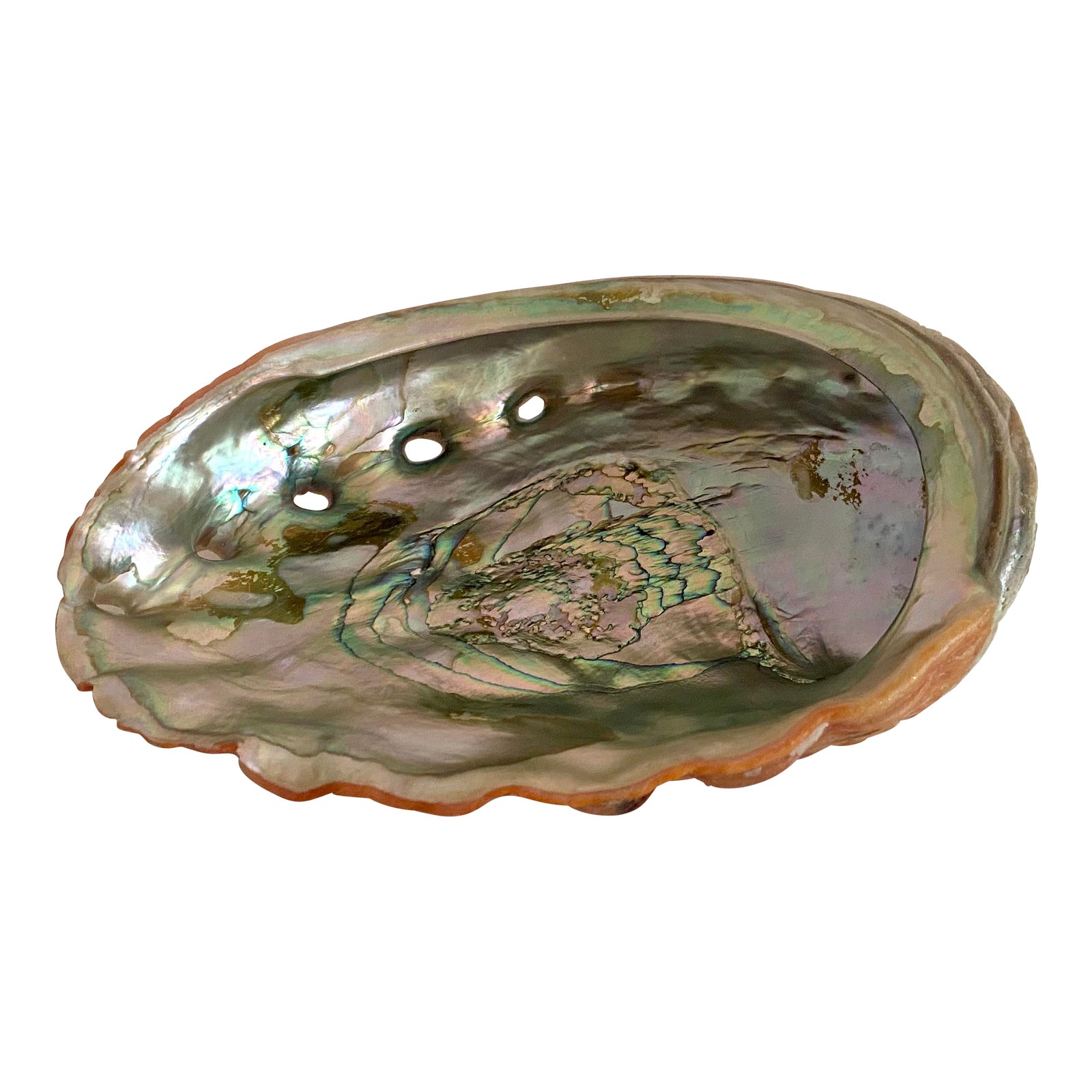 Vintage Natural Oversized Abalone Shell | Chairish