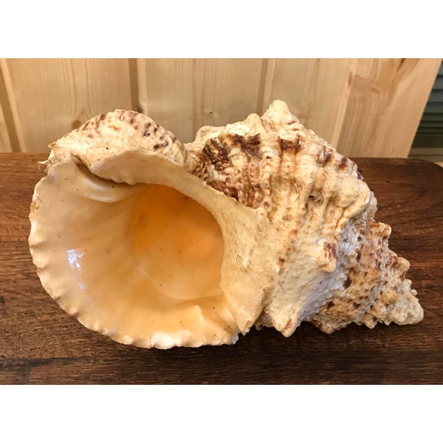 Natural Conch Shell With Unusual Shape and Colors | Chairish
