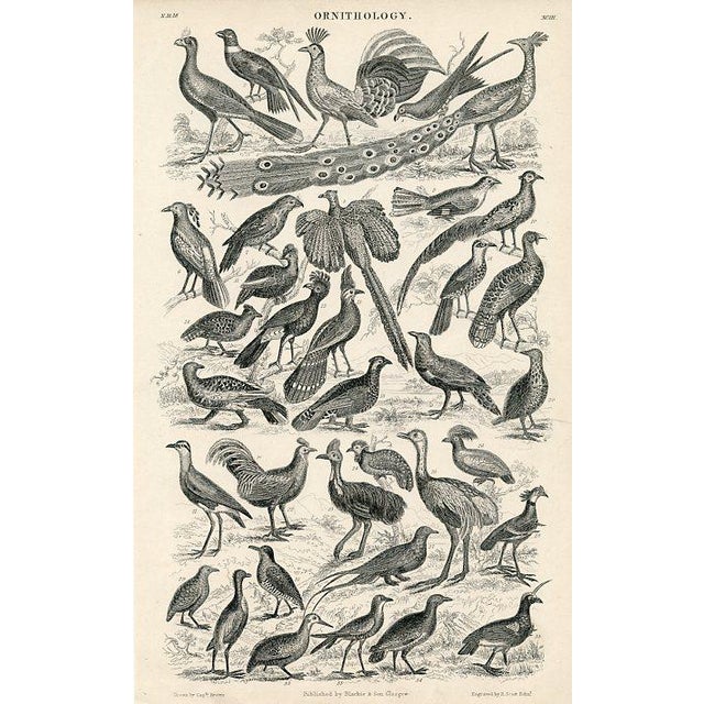Mid-1800s, Bird Print Including Peacock and Pheasant, Original Antique ...