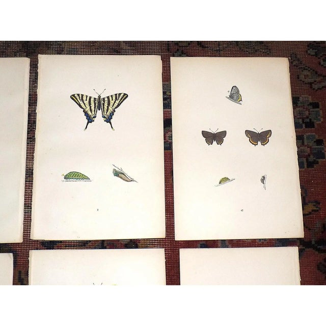 Antique 19th Century Hand Colored Butterfly Lithographs - Set of 6 ...