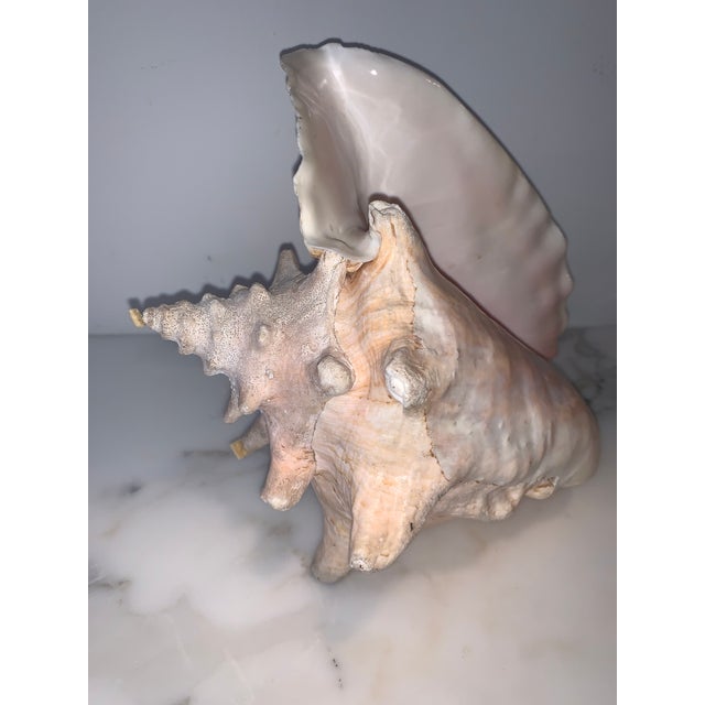 Vintage Queen Conch Shell Specimen | Chairish