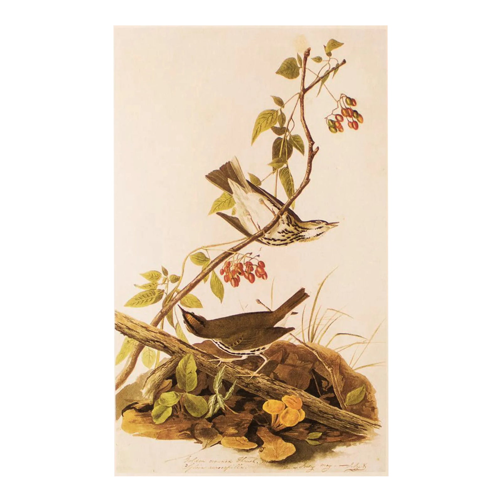 Golden-Crowned Thrush After Audubon, 1966 Cottage Print | Chairish