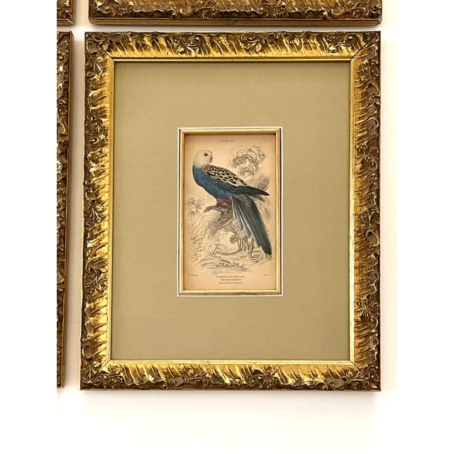 19th Century Bird Engravings - Set of Four | Chairish