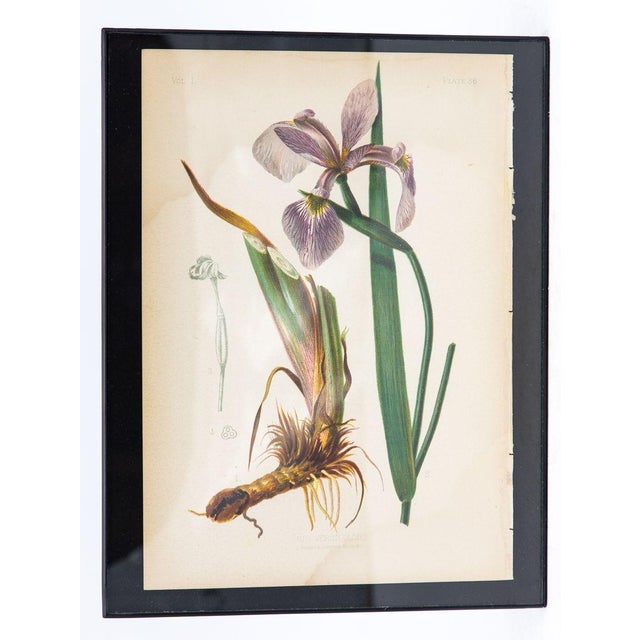 Northern Blazing Star Floral Botanical Print on Paper | Chairish