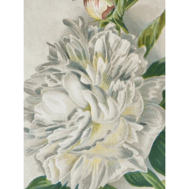 Pair of Gold Framed 1895 Antique Original Botanical Chromolithograph ...