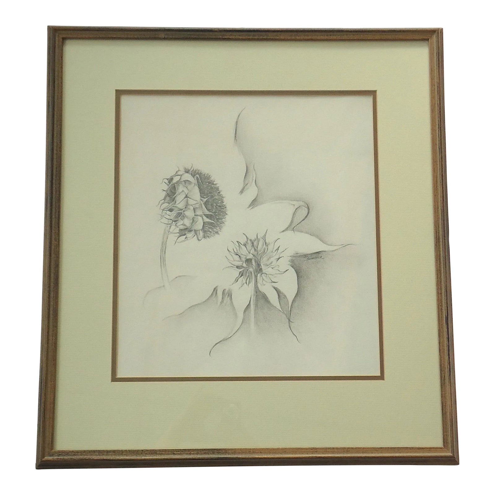 Julie Schaefer Sunflower Study Drawing Late 20th Century | Chairish