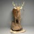 Life-Size Taxidermy Full Body Deer on Faux ConcreteBase, Barasingha ...