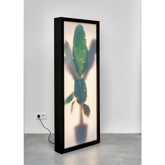 Growing Plants Lightbox With Photographic Collage by Rem Atelier | Chairish