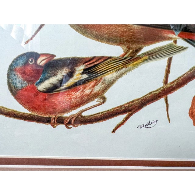 Vintage Bird Family Prints by William Rutledge Matted and Framed- a ...