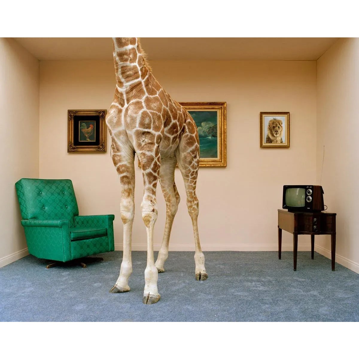 Matthias Clamer 'Giraffe in Living Room' 20x16, Contemporary Archival ...