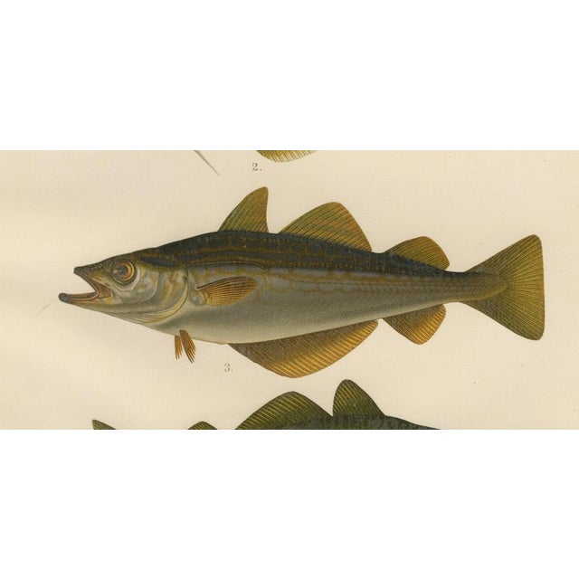 Whiting and Poor Cod and Pollack and Saithe, 1895, Paper | Chairish