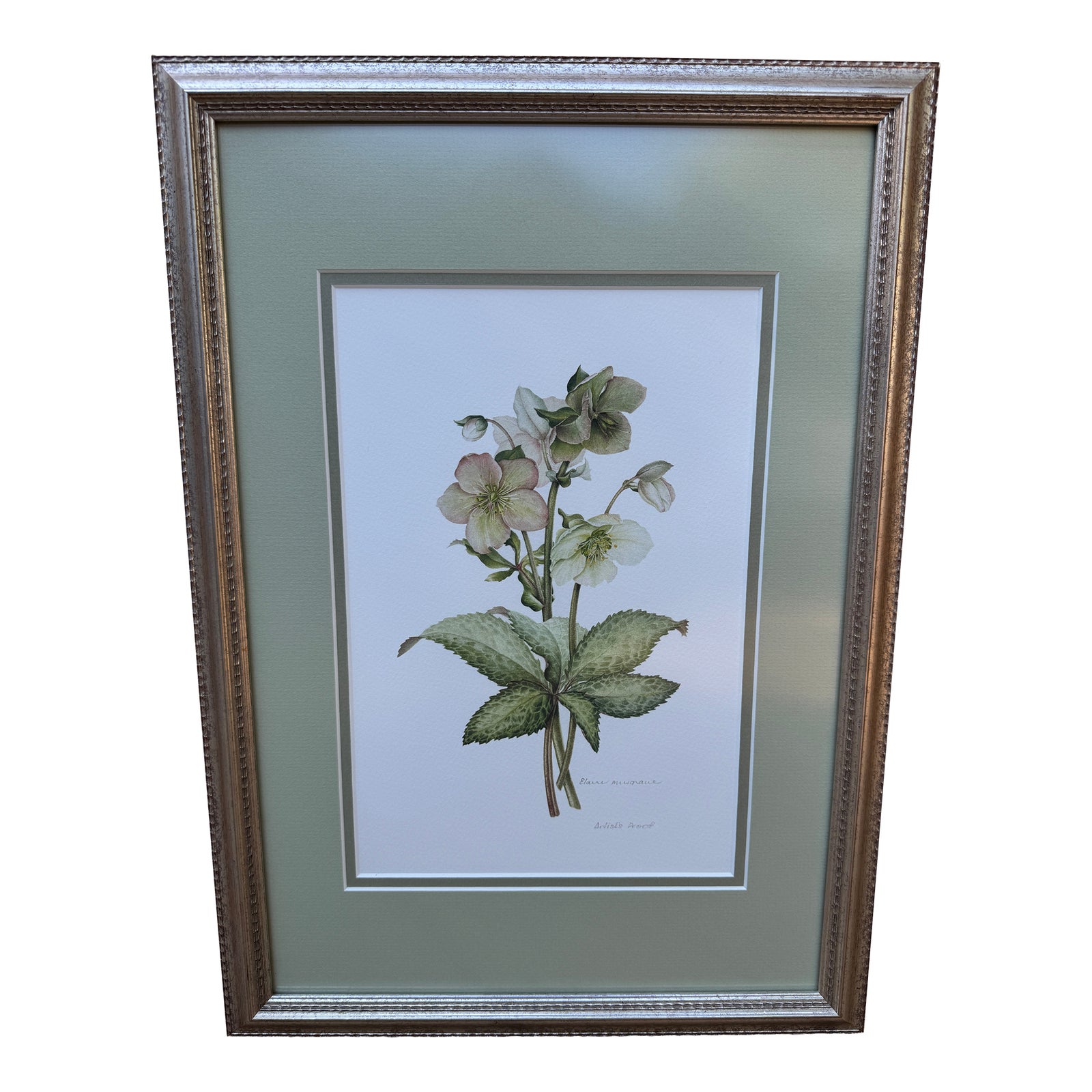 Framed Australian Botanical Print Artist's Proof Watercolor and ...