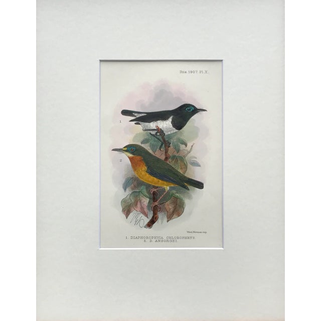 Antique Color Lithograph of Birds C. 1906 Ornithological Print | Chairish