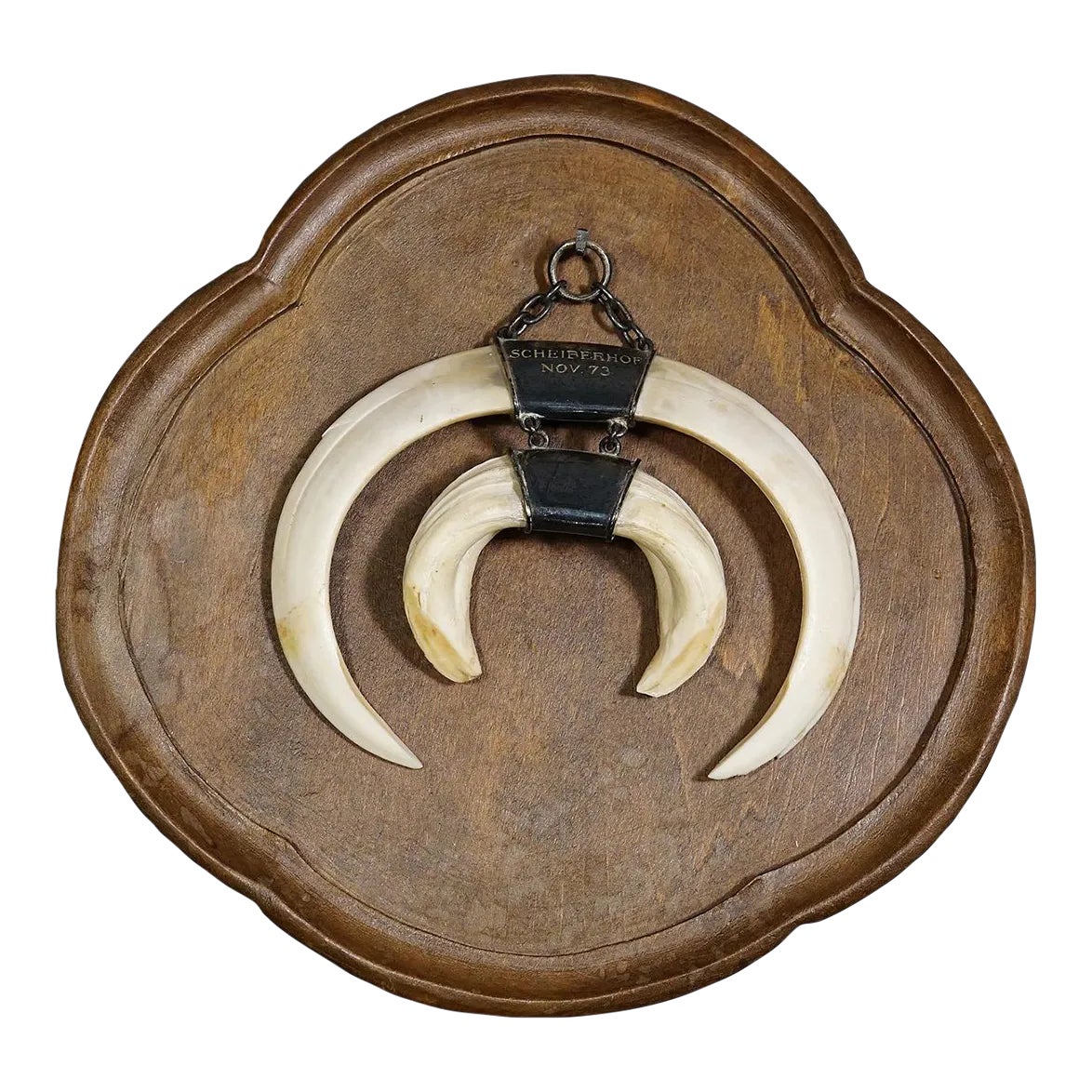 Vintage Wild Boar Trophy on Wooden Plaque, Germany 1970s | Chairish