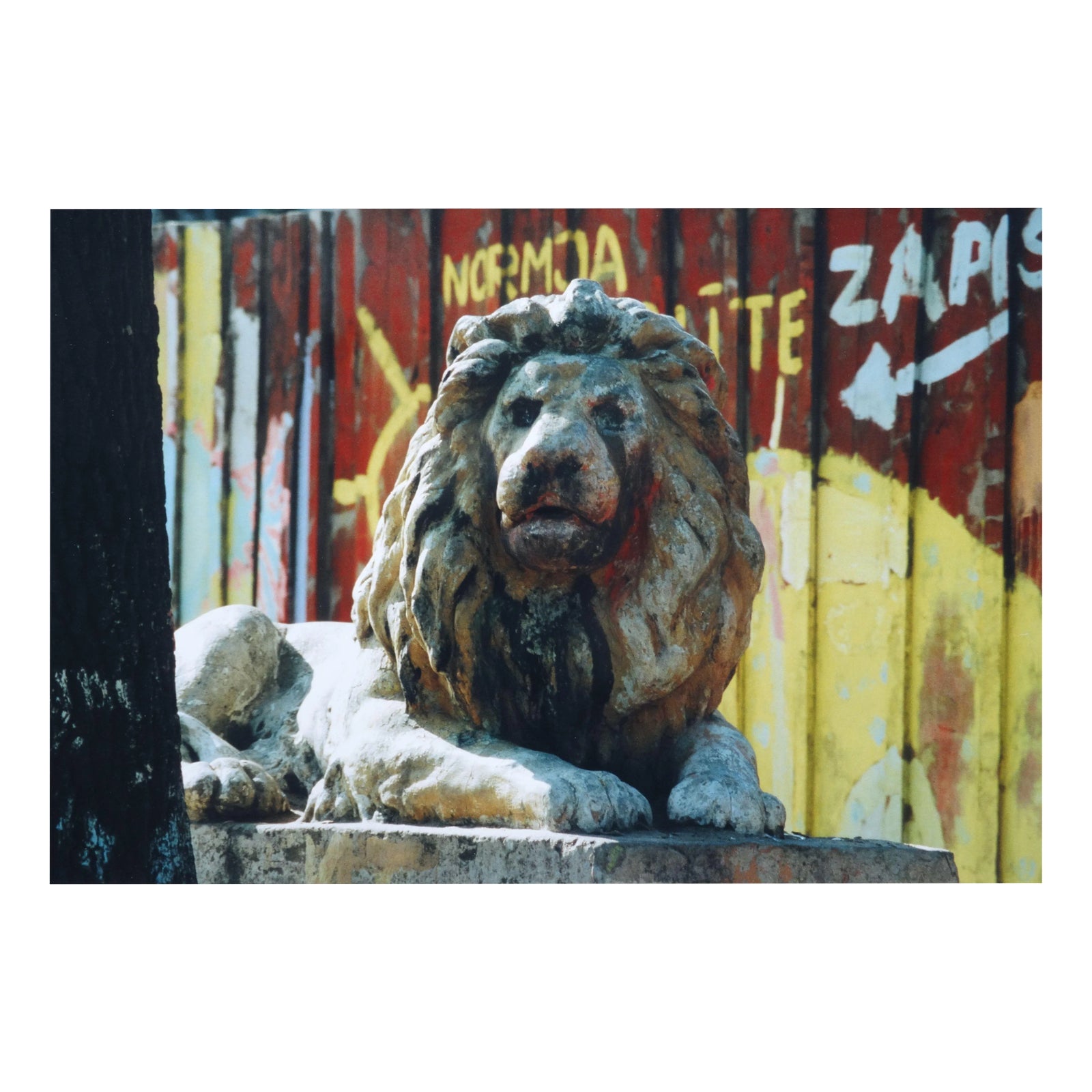 Atis Ievins, Lion, Photograph, 1990s | Chairish