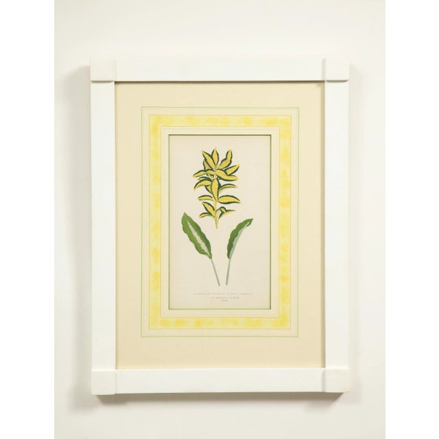 Edward Joseph Lowe Botanical Prints 1861- Set of 6 | Chairish