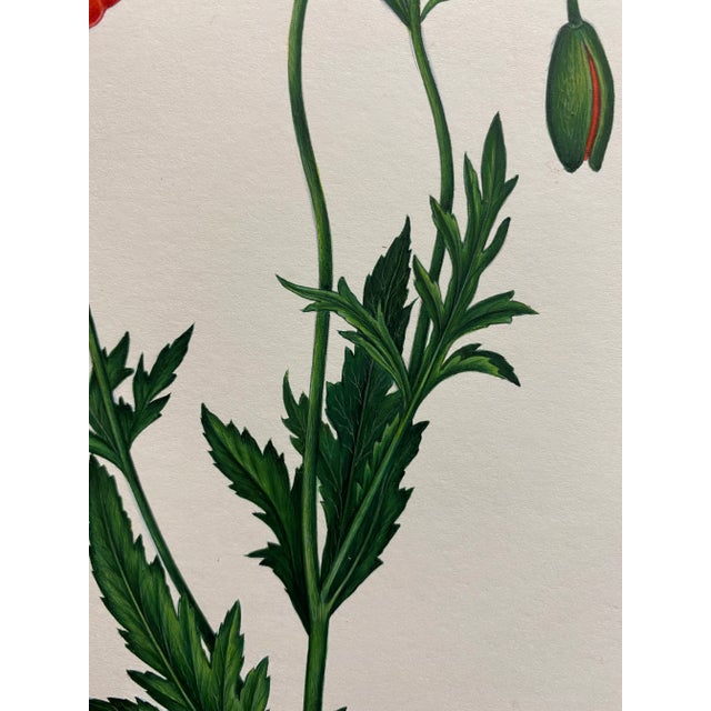 Realistic Poppy Still Life Botanical Painting , Red Poppy Original ...