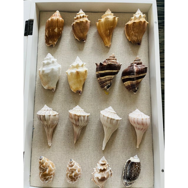 Vintage Coastal Marine Sea Shell Collection - Set of 16 | Chairish