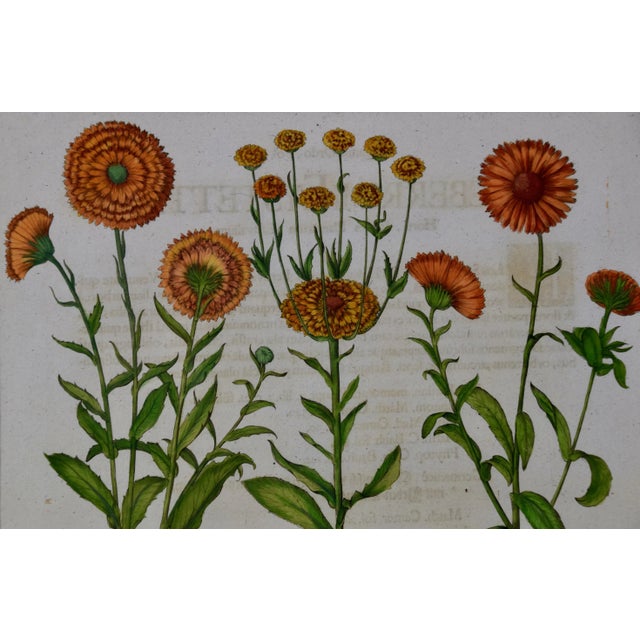 Basilius Besler Calendula Flowers: An 18th Century Hand-colored ...
