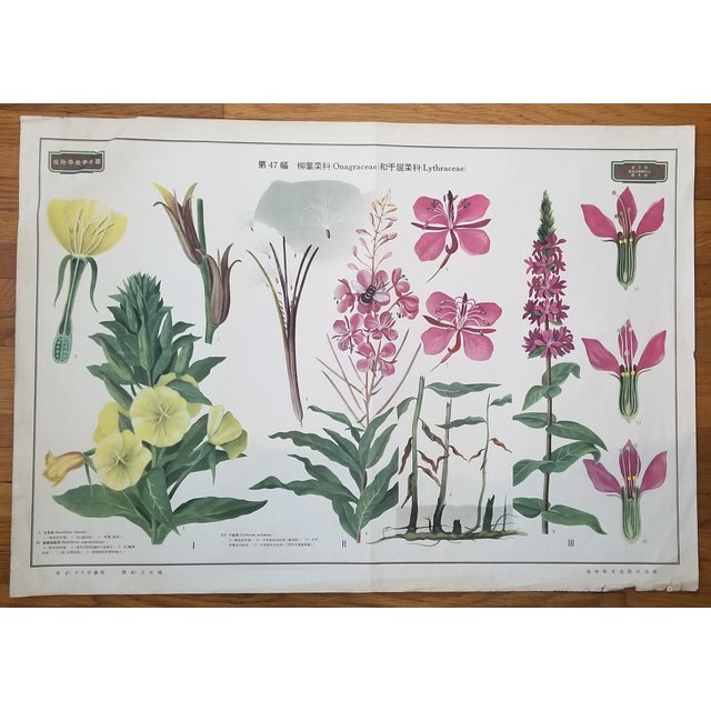 Vintage Botanical Flower School Poster | Chairish