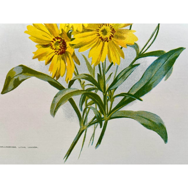 Antique Botanical Print From England Showcasing Bright Yellow Lance ...