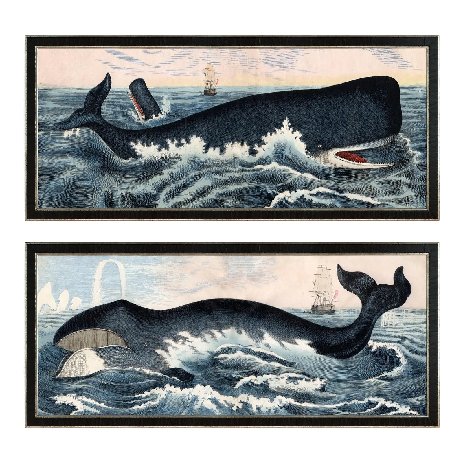 Contemporary Whale Reproduction Prints After Illustrations From the ...