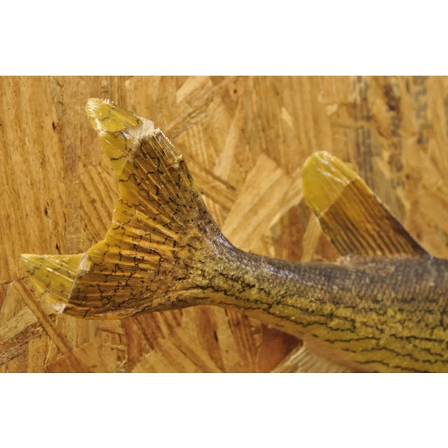 Vintage Northern Pike Wall Mount Taxidermy Real Skin Fishing Wall Decor ...