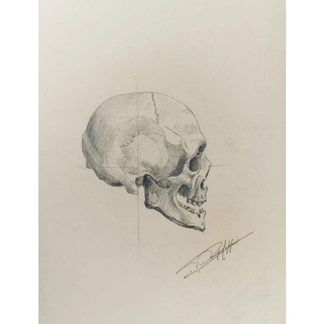 Antique Skull Drawing | Chairish