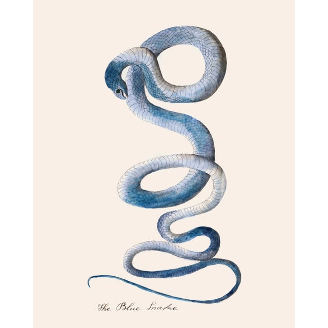 Vintage Snake Print in Blue | Chairish