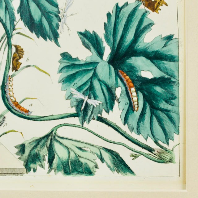 Rare Moses Harris Hand Colored Butterfly Engravings- a Pair | Chairish