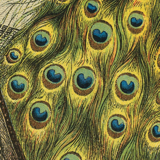 Vintage Peacock & Friends Archival Print | Chairish