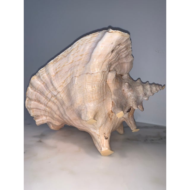 Vintage Queen Conch Shell Specimen | Chairish