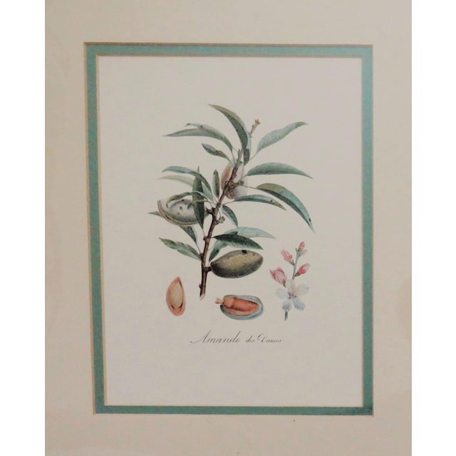 Set of 4 Vintage French Botanical Framed Fruit Lithograph Prints | Chairish