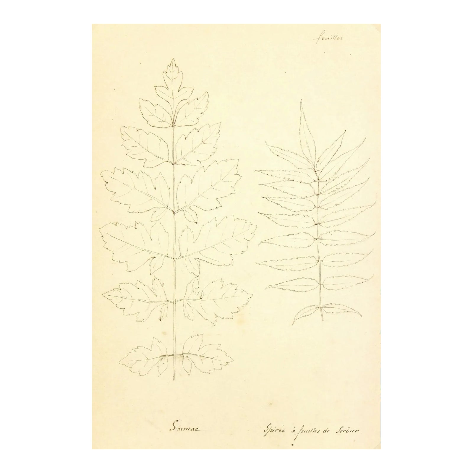 Vintage Sumac & Mountain Ash Ink Drawing | Chairish