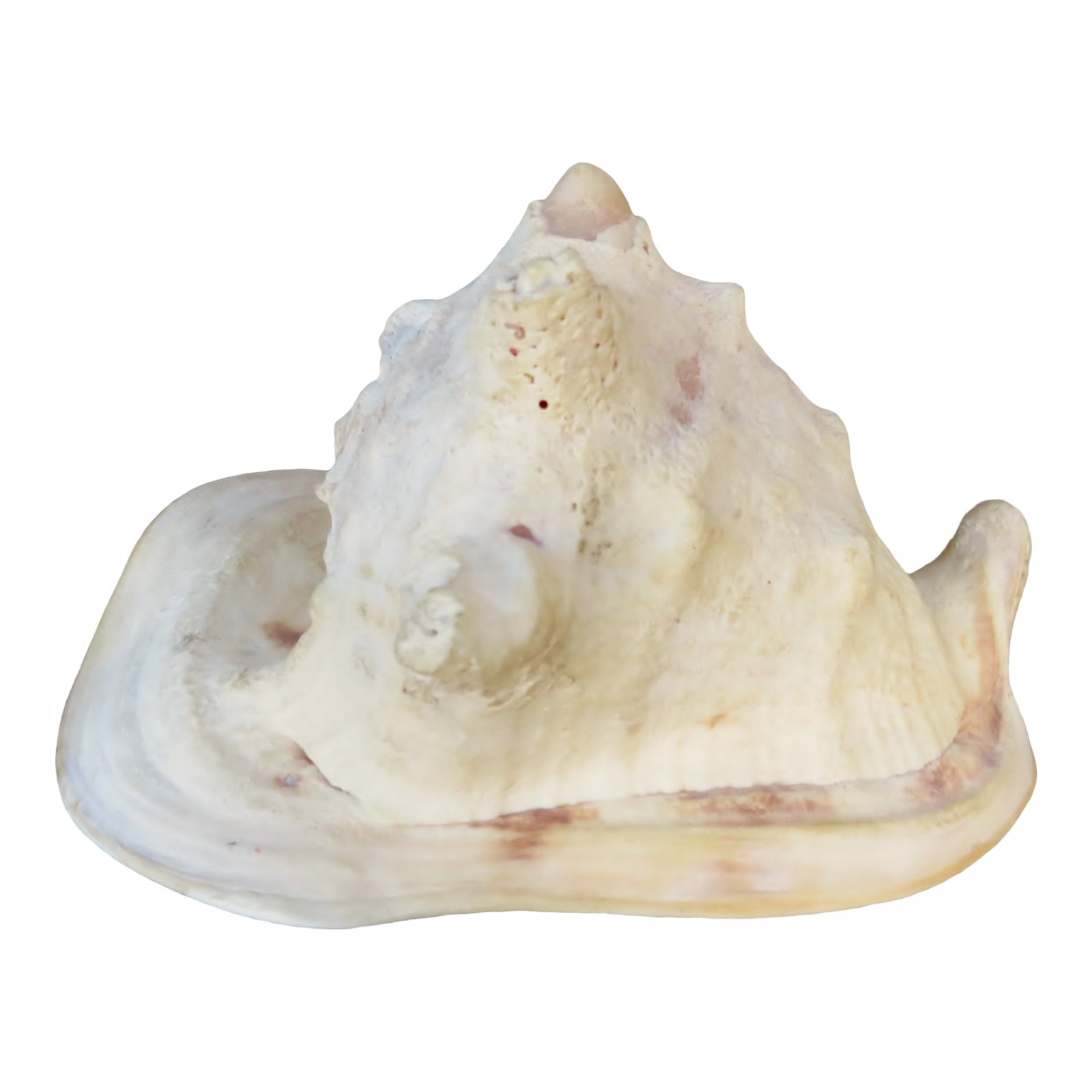 Helmet Conch Shell Specimen | Chairish