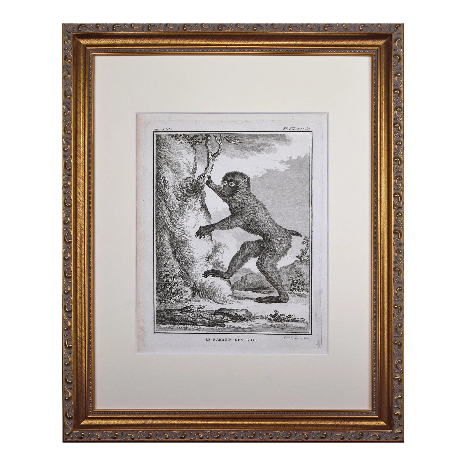 18th Century Original French Monkey Engraving by Buffon 1789 | Chairish